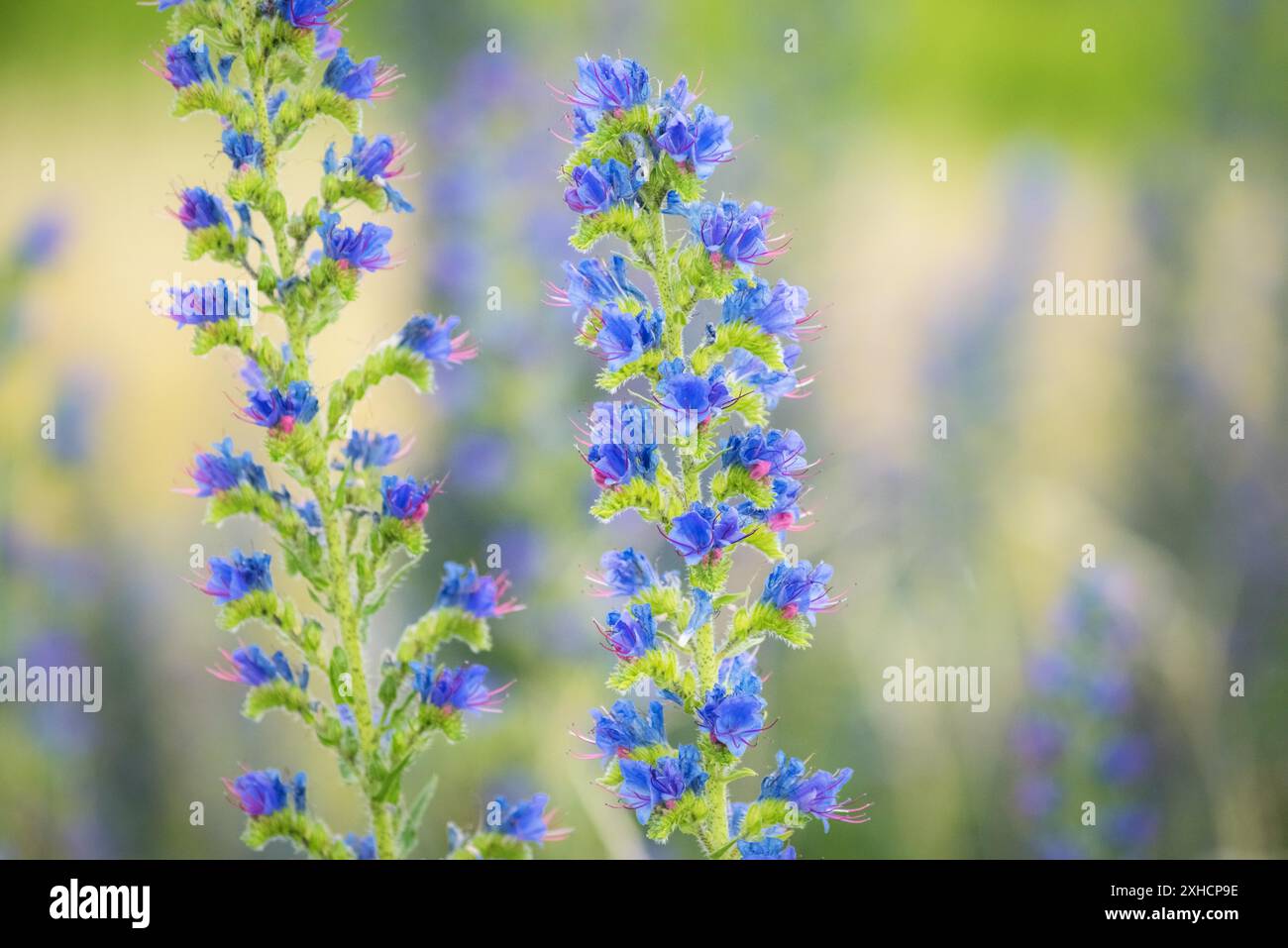 Snake head plant blooming hi-res stock photography and images - Alamy