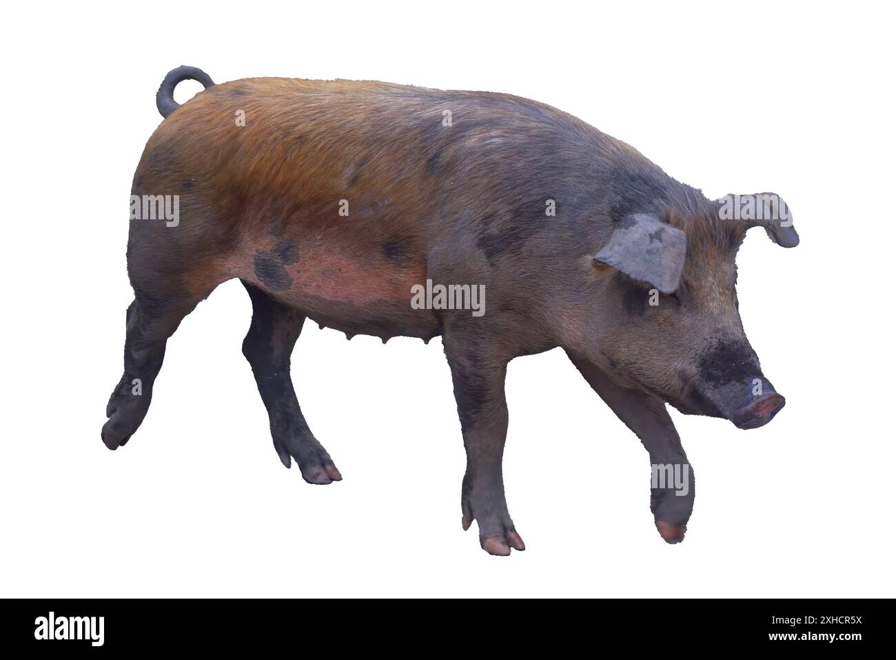 Close up pig standing Cut Out Stock Images & Pictures - Alamy