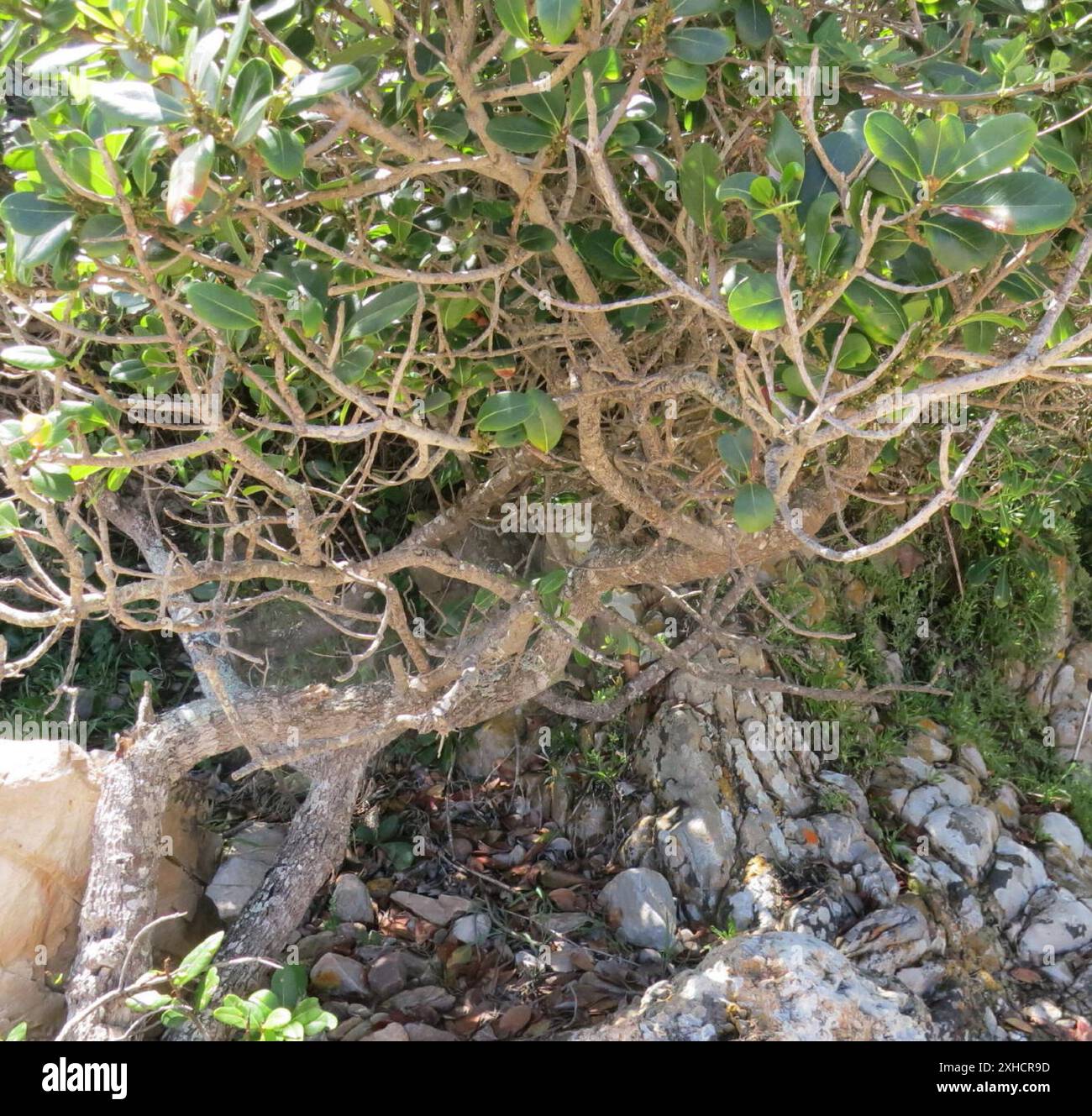 Southern White Milkwood (Sideroxylon inerme inerme) Coney Glen Stock ...