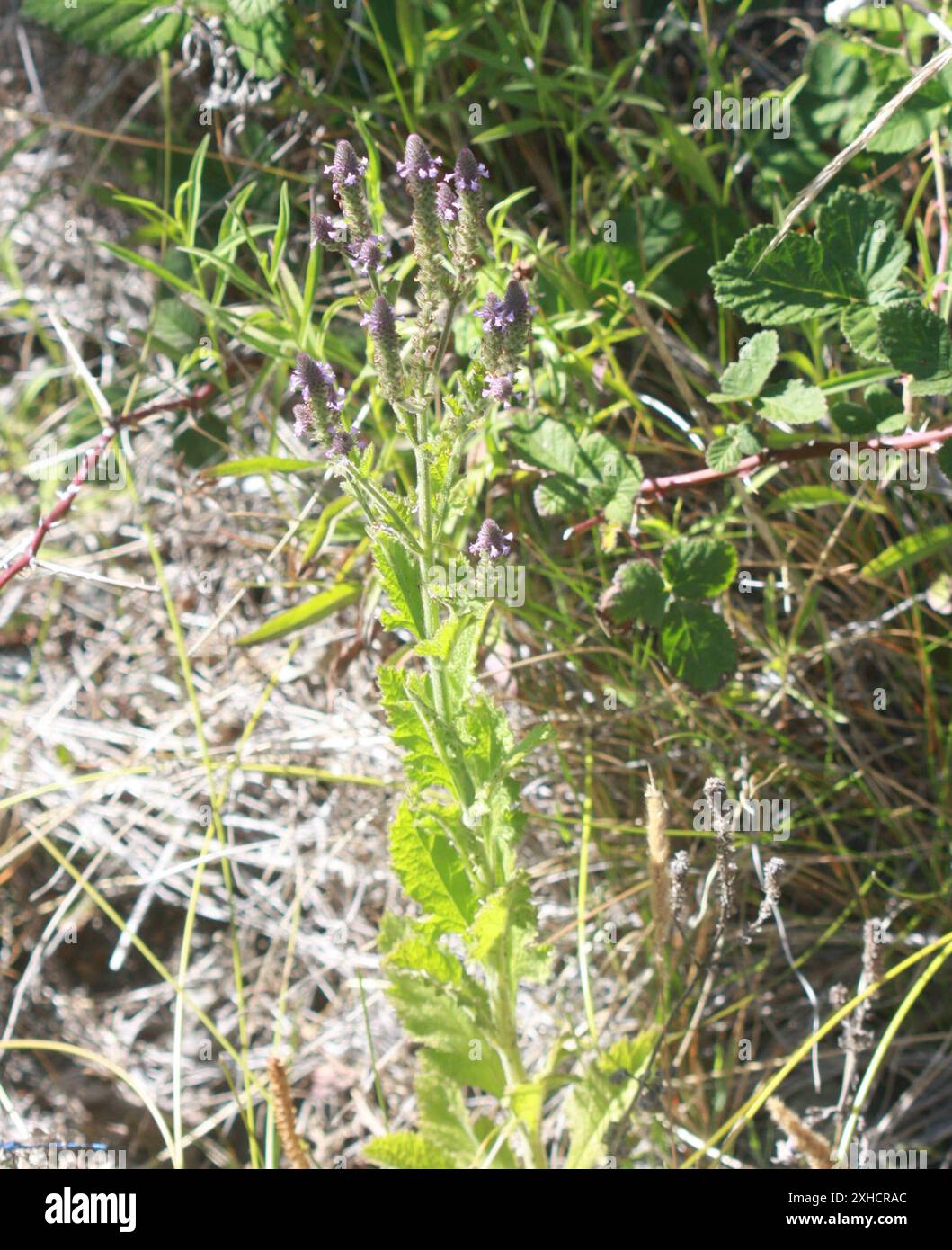 western vervain (Verbena lasiostachys) Tiburon Stock Photo - Alamy