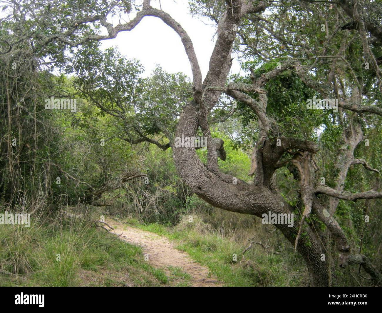 Southern White Milkwood (Sideroxylon inerme inerme) Goukamma Nature ...
