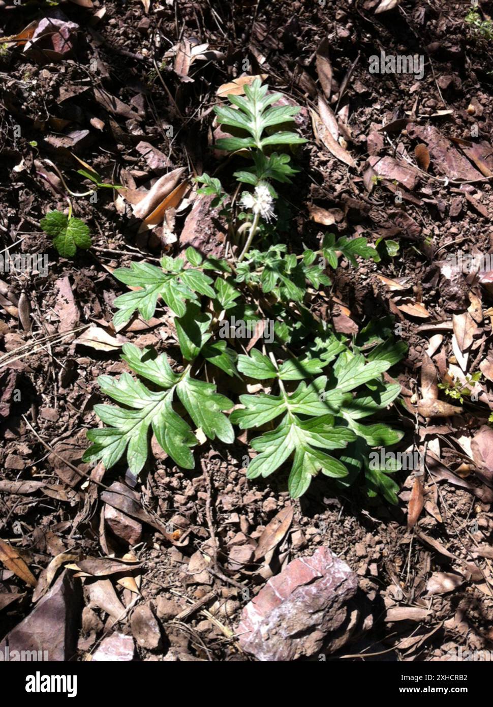 Hydrophyllum occidentale hi-res stock photography and images - Alamy