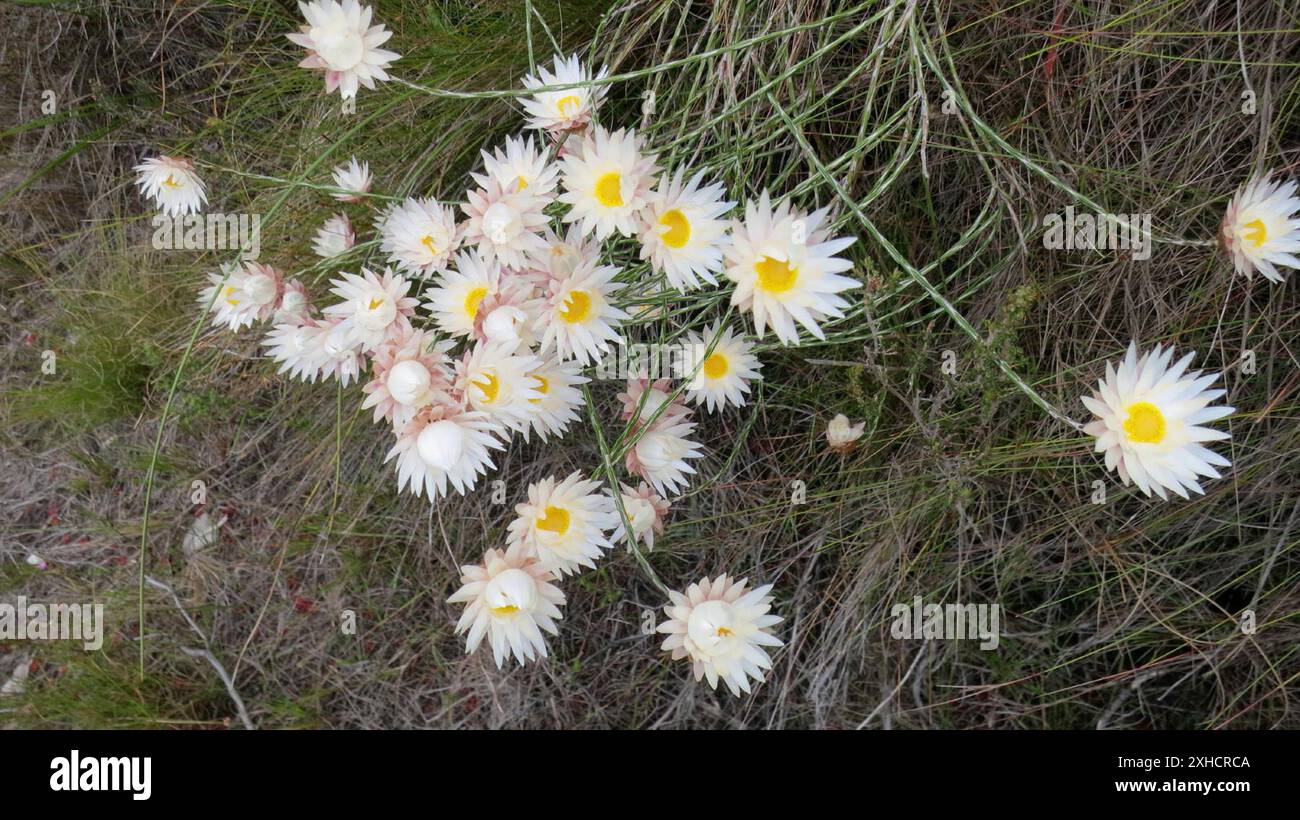 Common Scaly Sewejaartjie (Edmondia sesamoides) Grootvadersbosch Nature ...