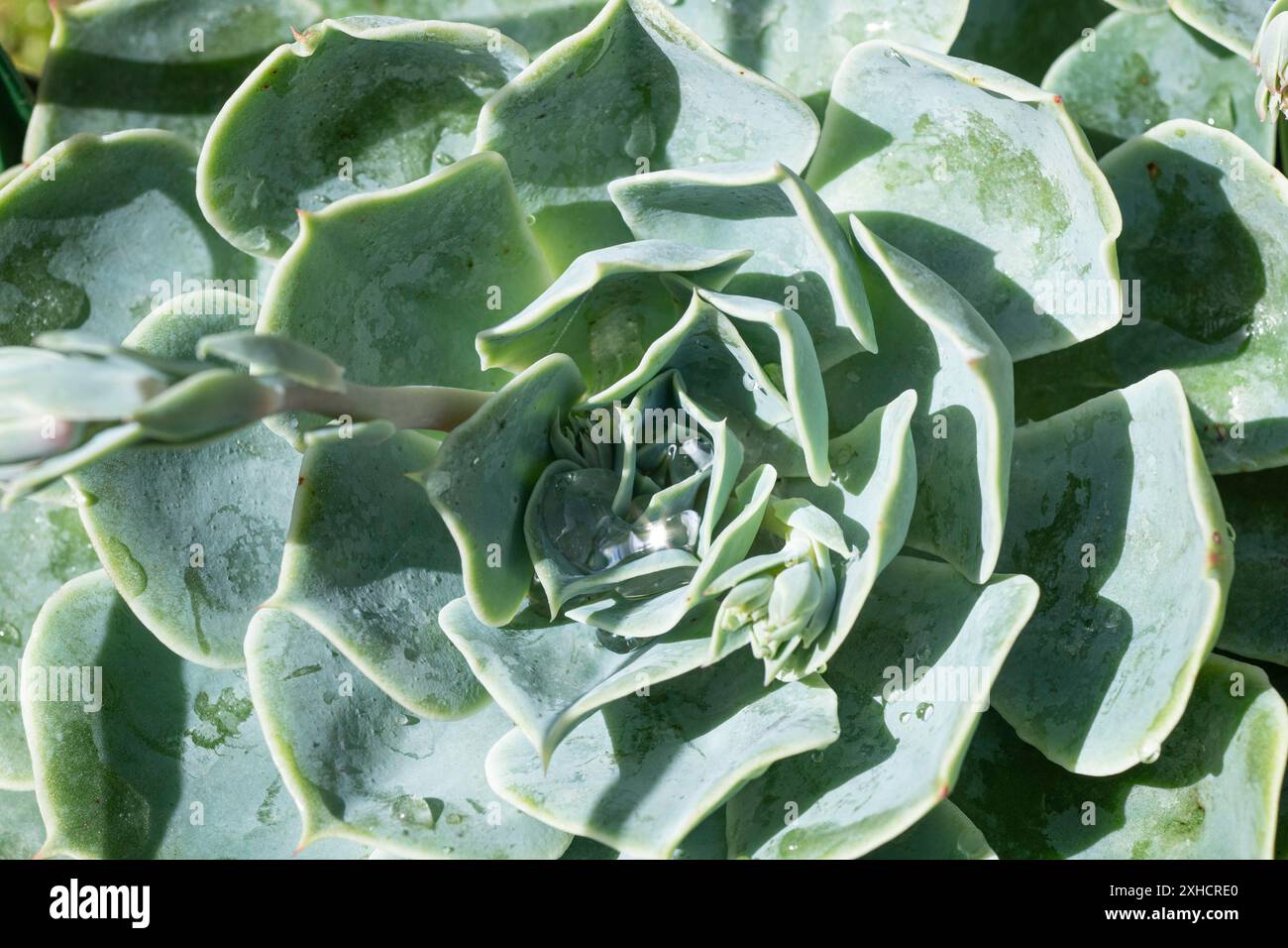 Echeveria secunda Crassulaceae plant. Glaucous Echeveria Stock Photo ...