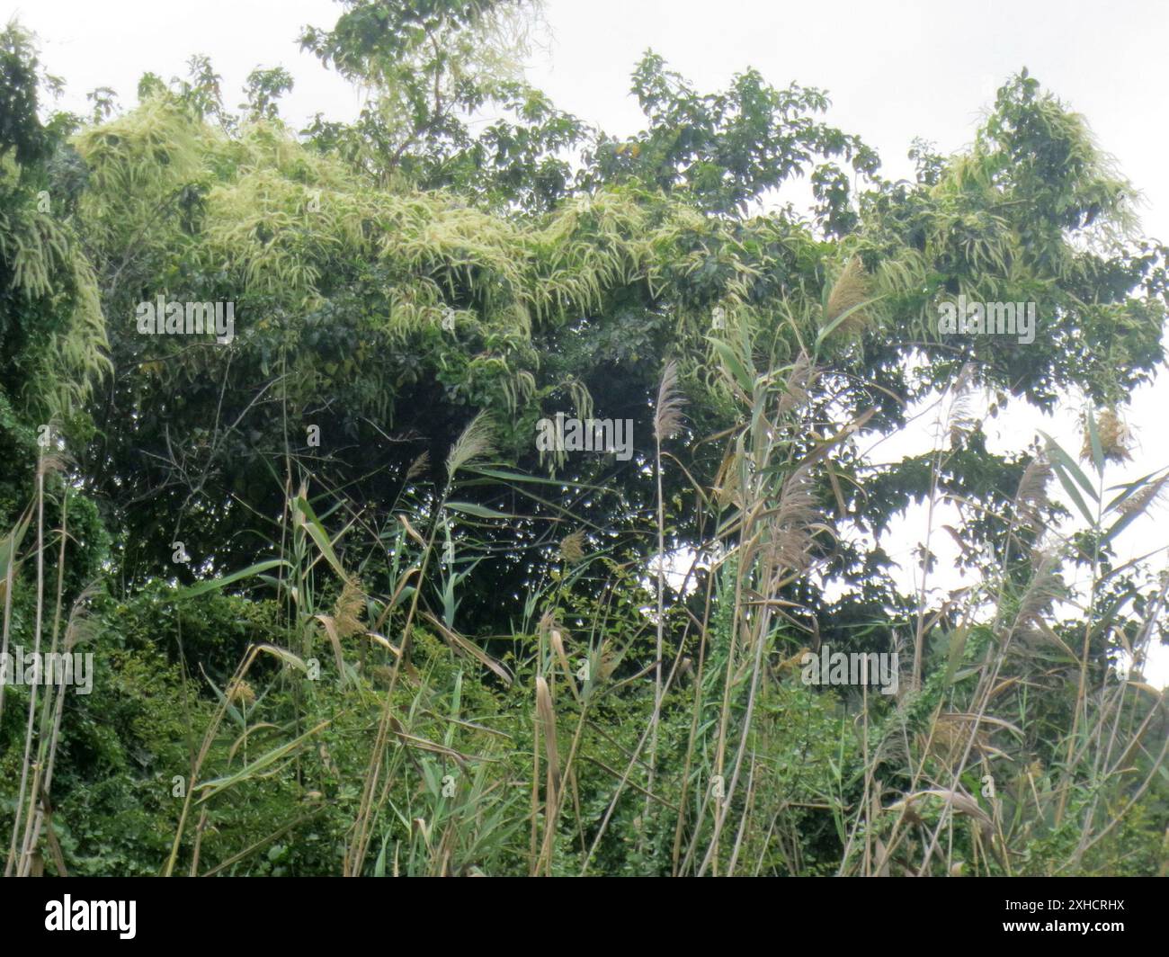 Mignonette vine (Anredera cordifolia) Duiwe River on the Island Lake ...