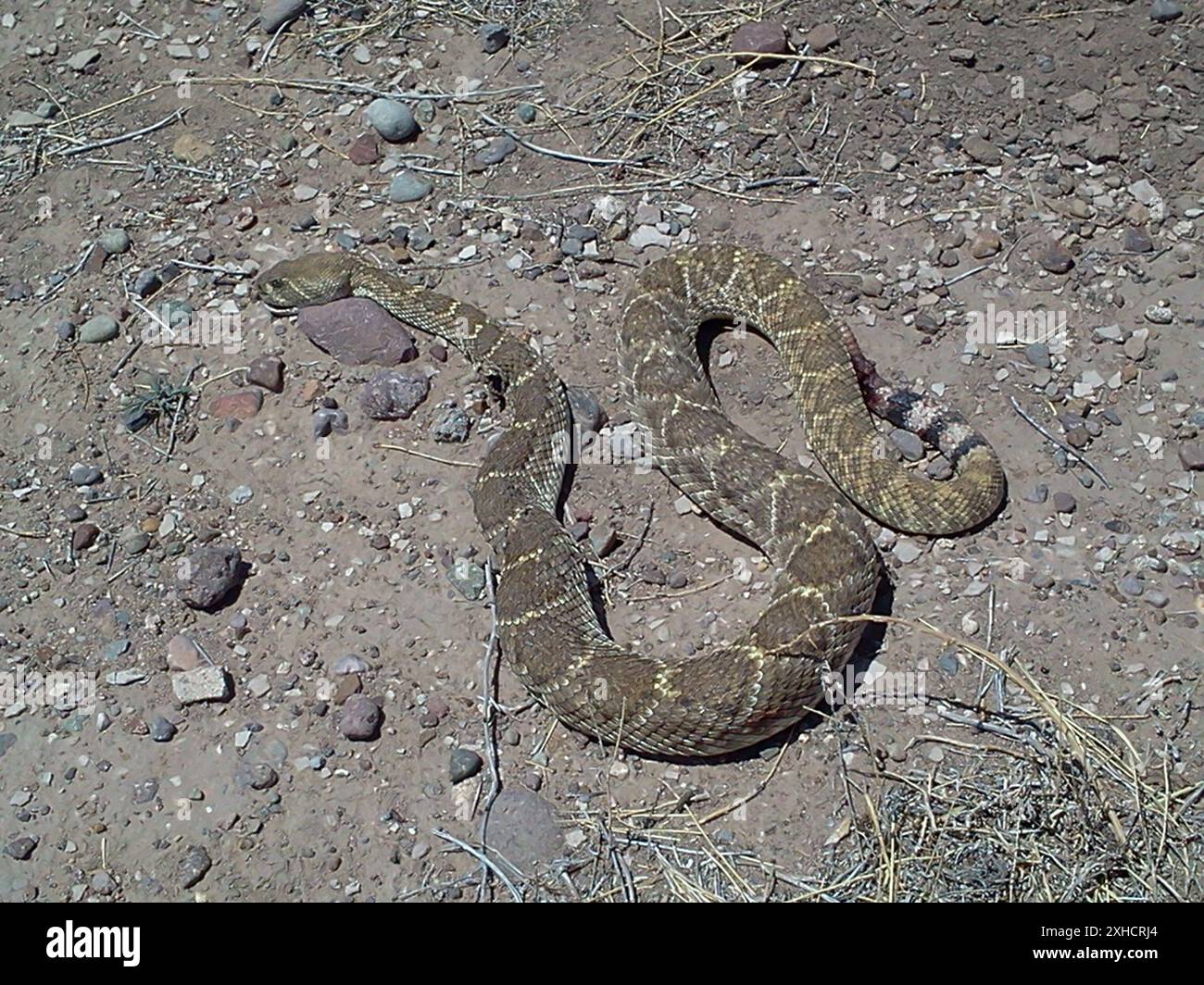 Western Diamond-backed Rattlesnake (Crotalus atrox) Reeves County, US ...