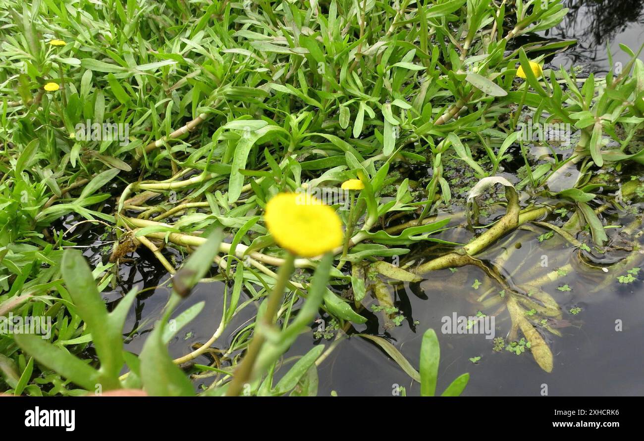 Brass Buttons (Cotula coronopifolia) Duiwe River on the Island Lake ...