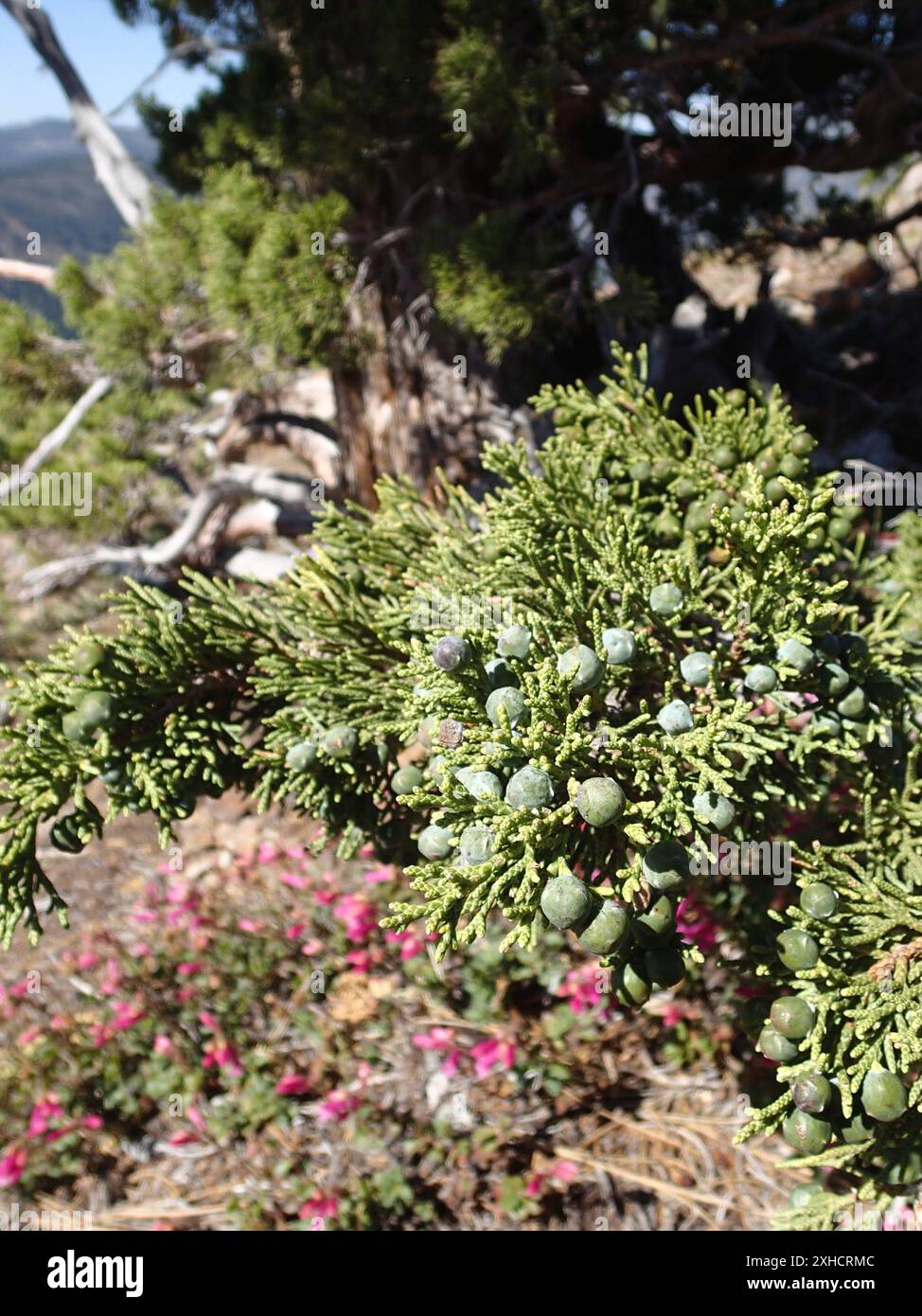 Sierra juniper (Juniperus grandis) Point Mariah Stock Photo - Alamy