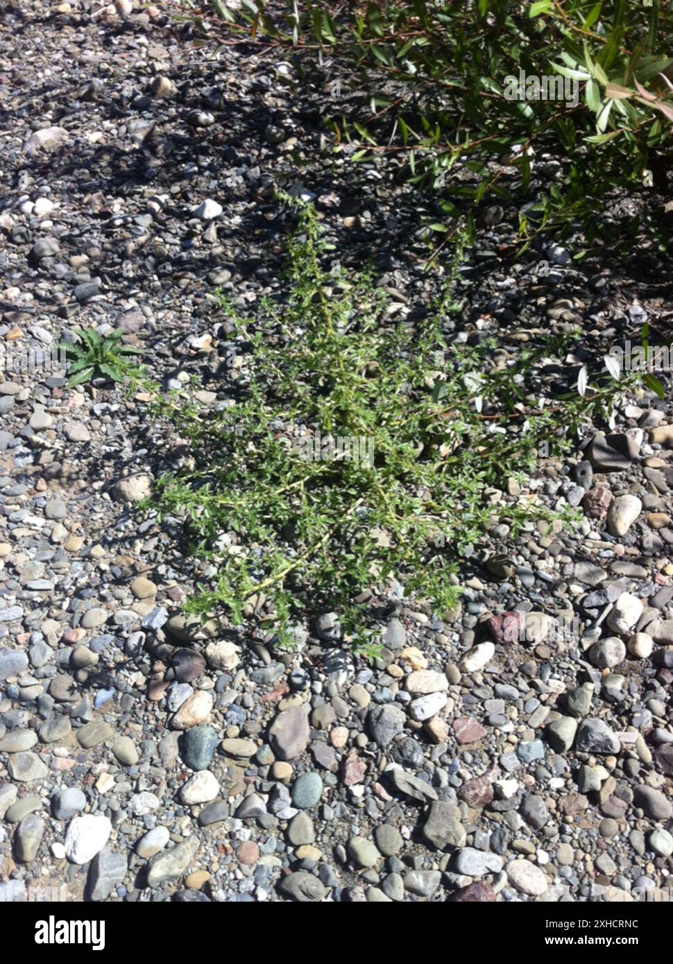 prostrate pigweed (Amaranthus albus) Biggio Rd, Healdsburg, CA, US ...