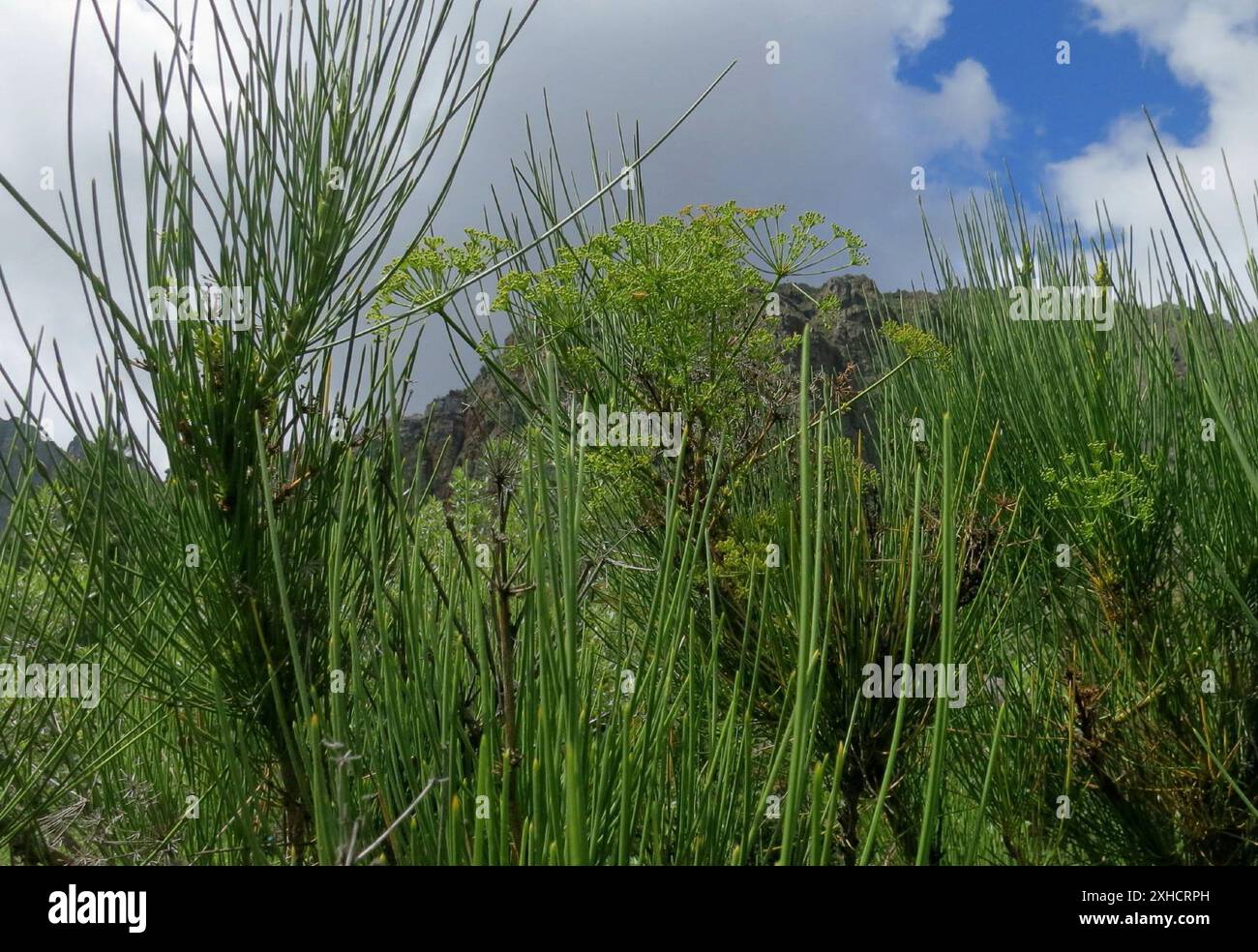 Klein drakenstein hi-res stock photography and images - Alamy