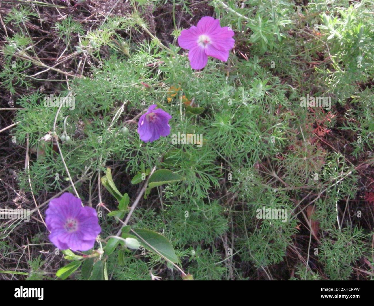Geranium incanum hi-res stock photography and images - Alamy