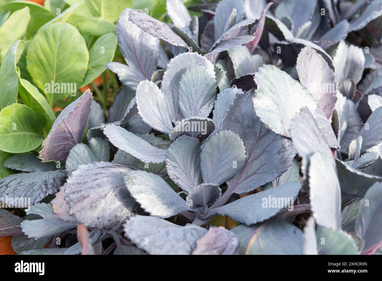 Farming cultivation background. Red young cabbage seedlings ...