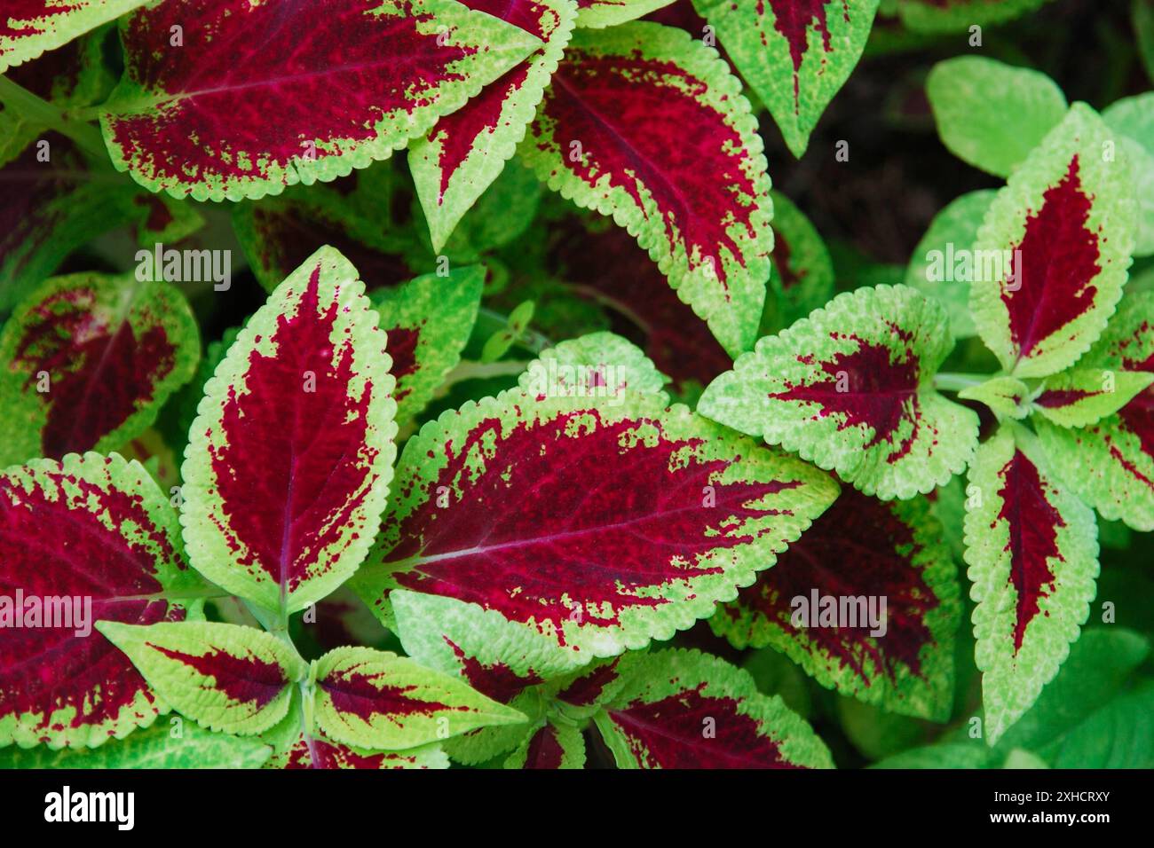 False nettle hi-res stock photography and images - Alamy