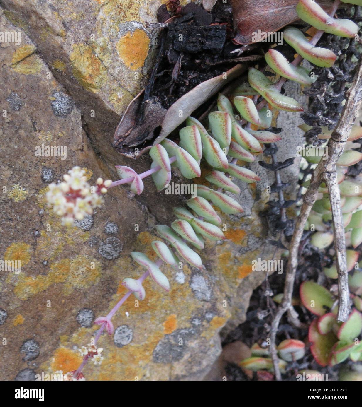 Kouga Sosatiebos (Crassula perforata kougaensis) Kranshoek at start of ...
