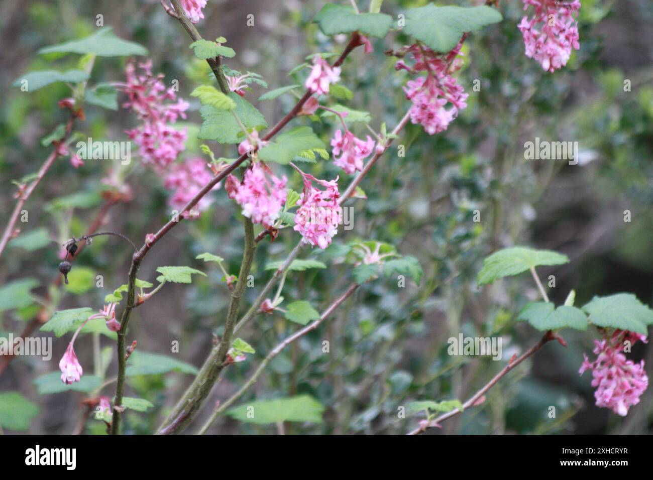 Red-flowering Currant (Ribes sanguineum) Berkeley, California, United ...