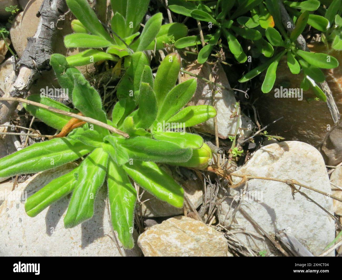 Common Cape Catchfly (Silene undulata undulata) Coney Glen Stock Photo ...