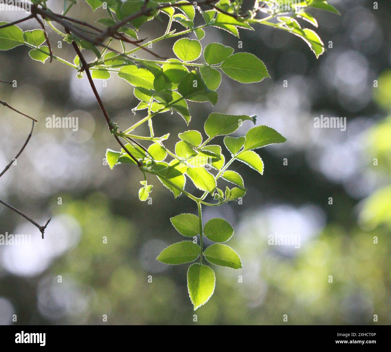 blue elder (Sambucus cerulea) 200–256 Ferndale Way, Emerald Lake Hills ...