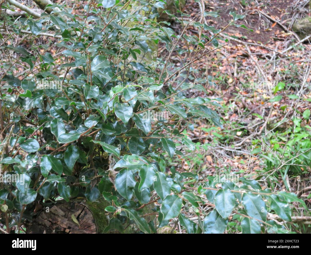 Bladder Nut (Diospyros whyteana) Strawberry Hill Fern Trail at Dis Pool ...