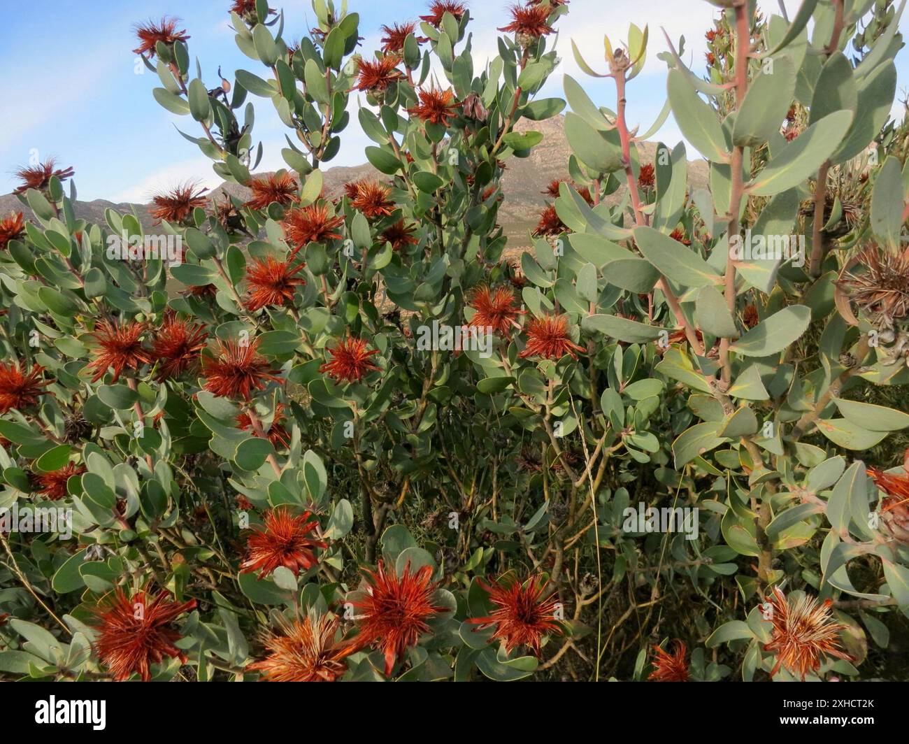 Water Sugarbush (Protea punctata) Swartberg Pass: About 3 kms north of ...