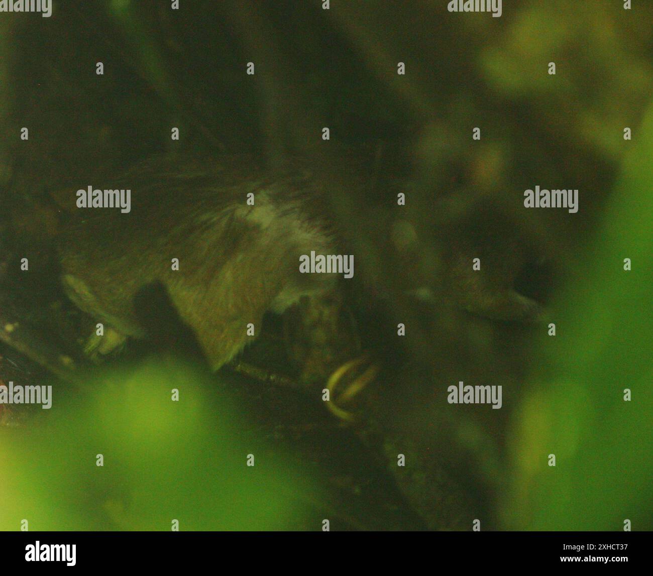 Proechimys hi-res stock photography and images - Alamy