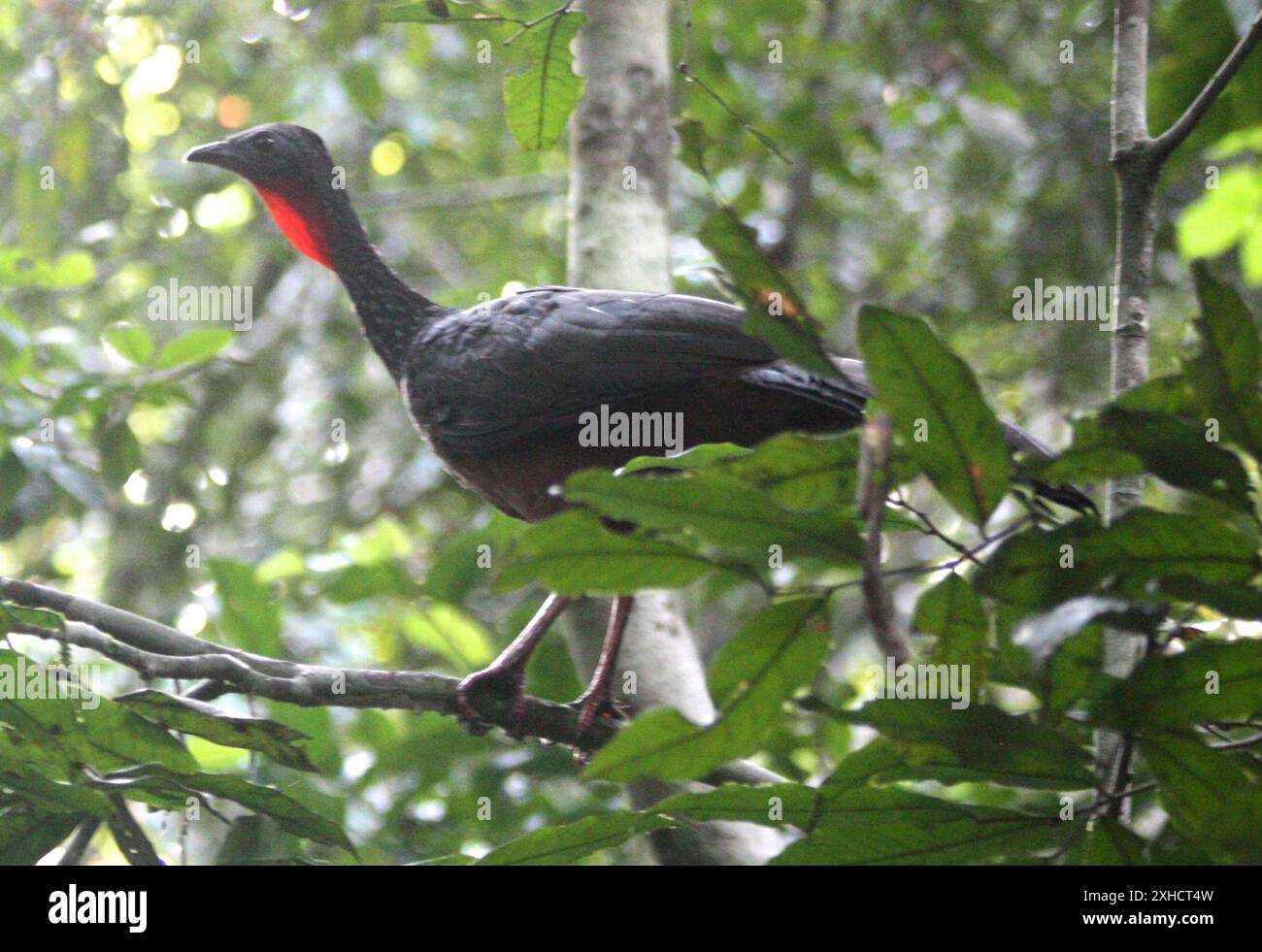 Spixs guan hi-res stock photography and images - Alamy