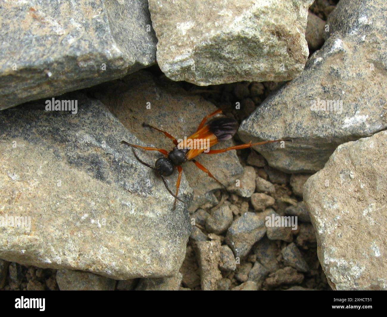 Spider Wasps (Pompilidae) Pineapple-Flagstaff Walk track, Dunedin Stock ...