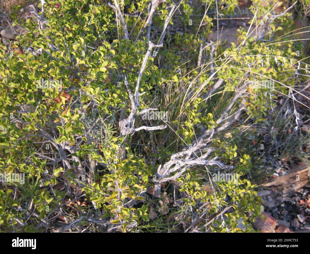 Perdepoort hi-res stock photography and images - Alamy