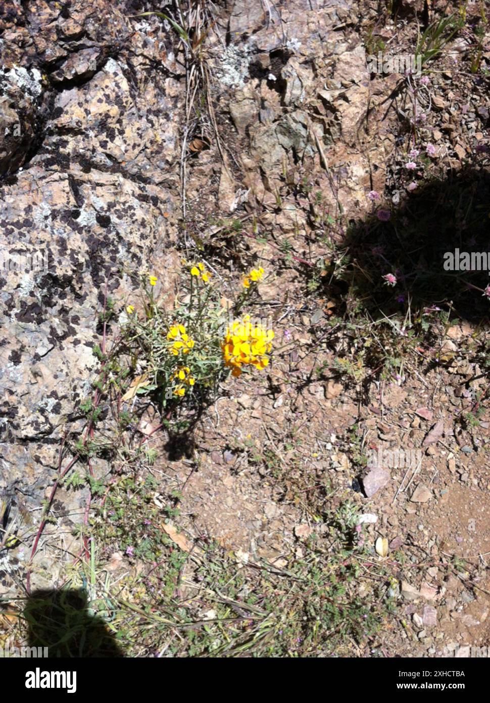 Western Wallflower (Erysimum capitatum) Mount Diablo State Park ...