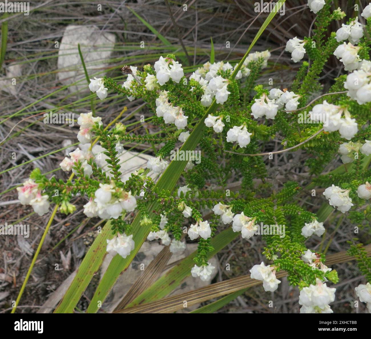 Stunning Heath (Erica formosa) Kranshoek at start of cliff path Stock ...