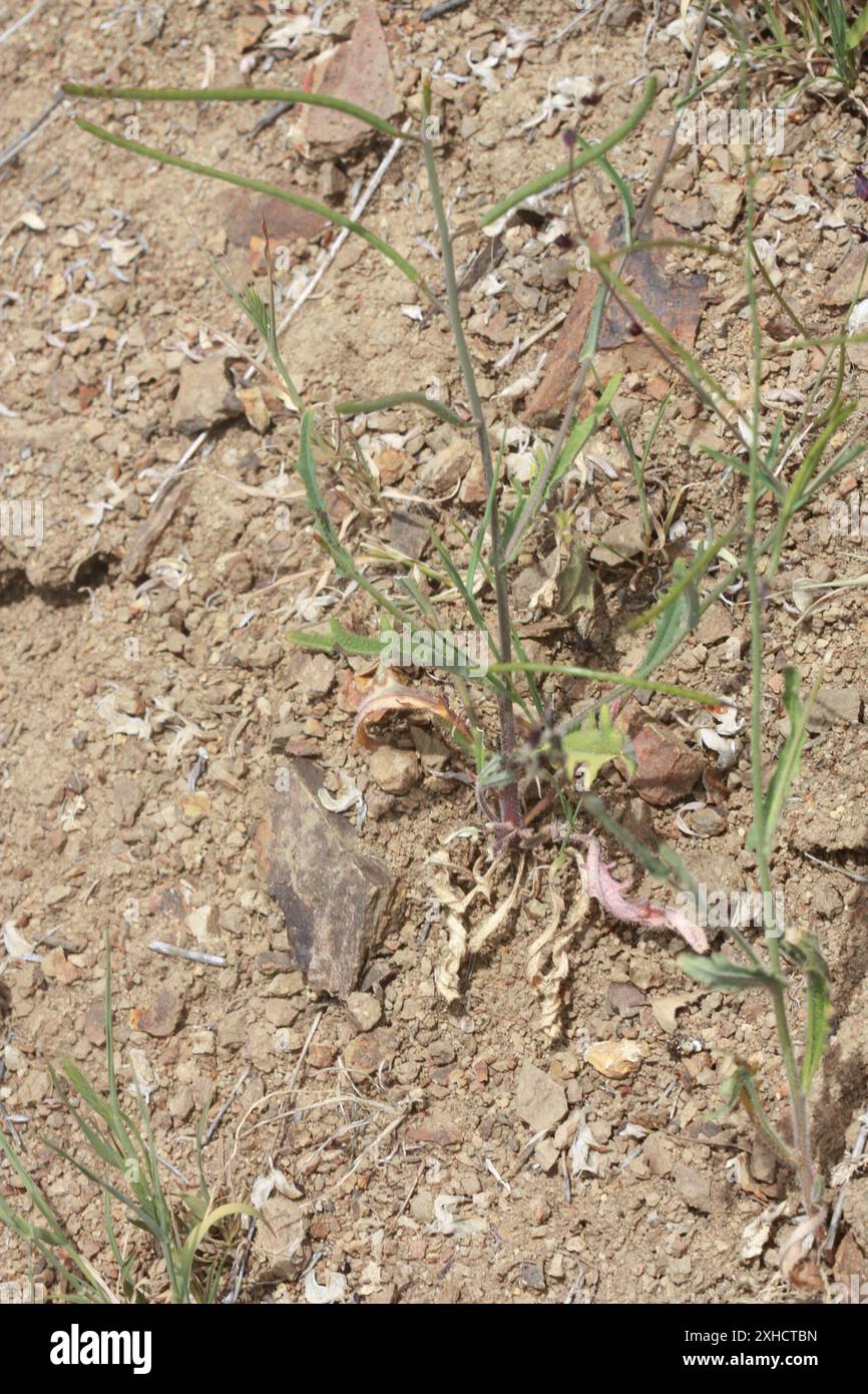 bristly jewelflower (Streptanthus glandulosus) Calistoga, California ...