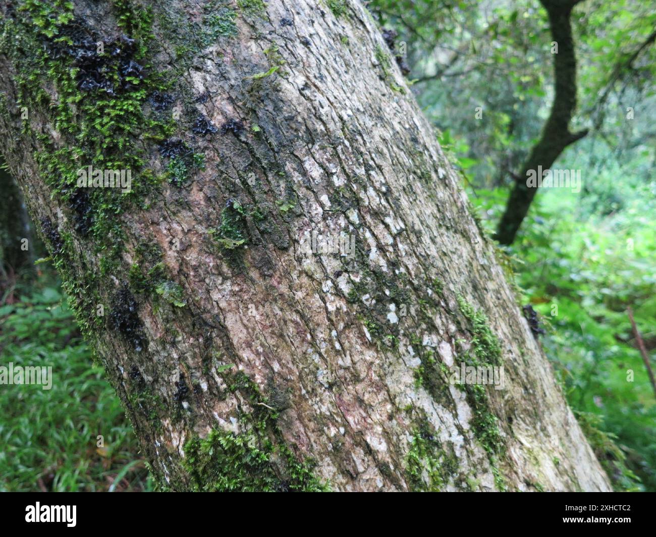 Forest Elder (Nuxia floribunda) Strawberry Hill Fern Trail at the Point ...