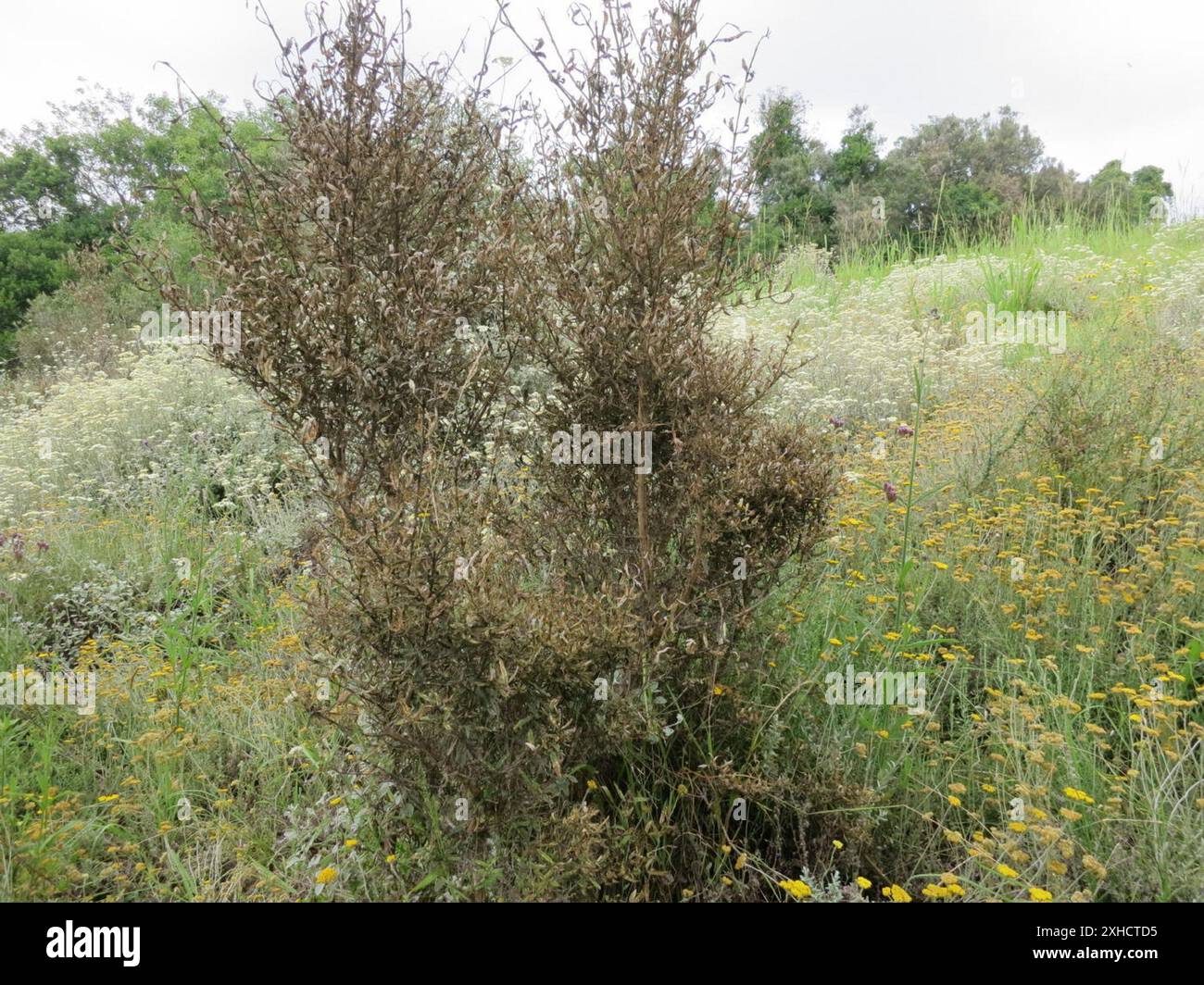 False Olive (Buddleja saligna) Strawberry Hill Fern Trail: On the drier ...