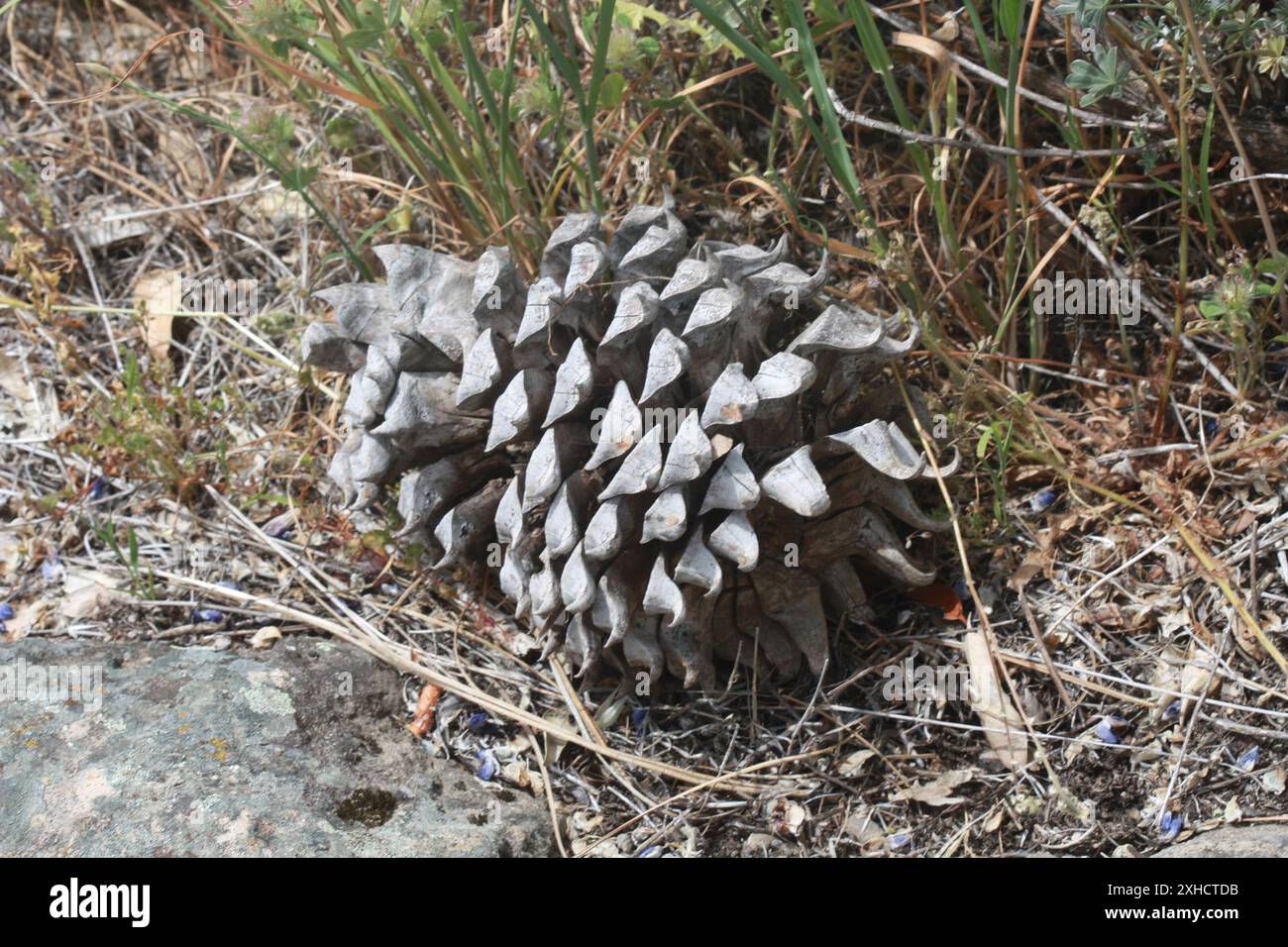 gray pine (Pinus sabiniana) Calistoga, California, United States Stock ...