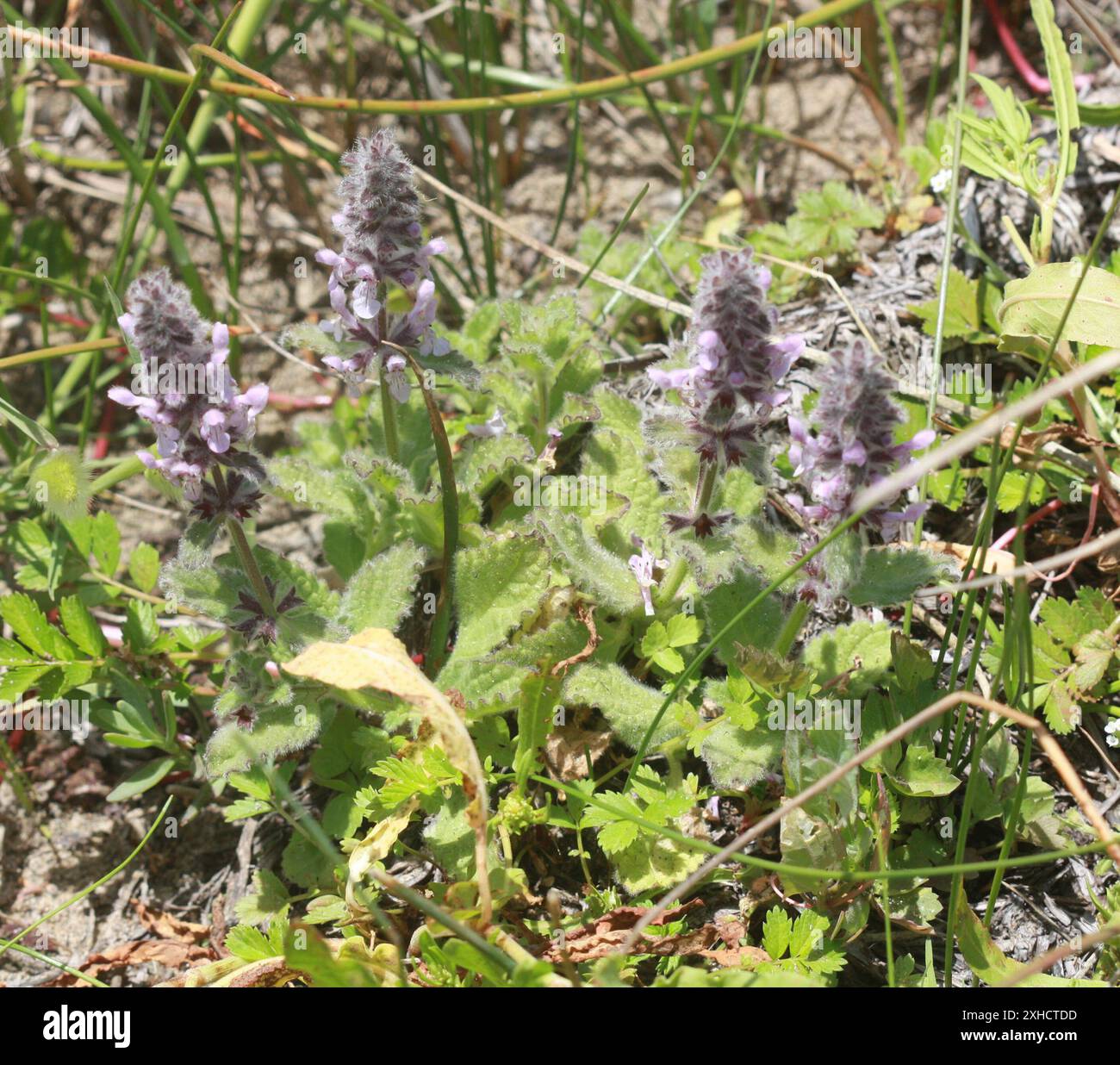 Stachys ajugoides hi-res stock photography and images - Alamy