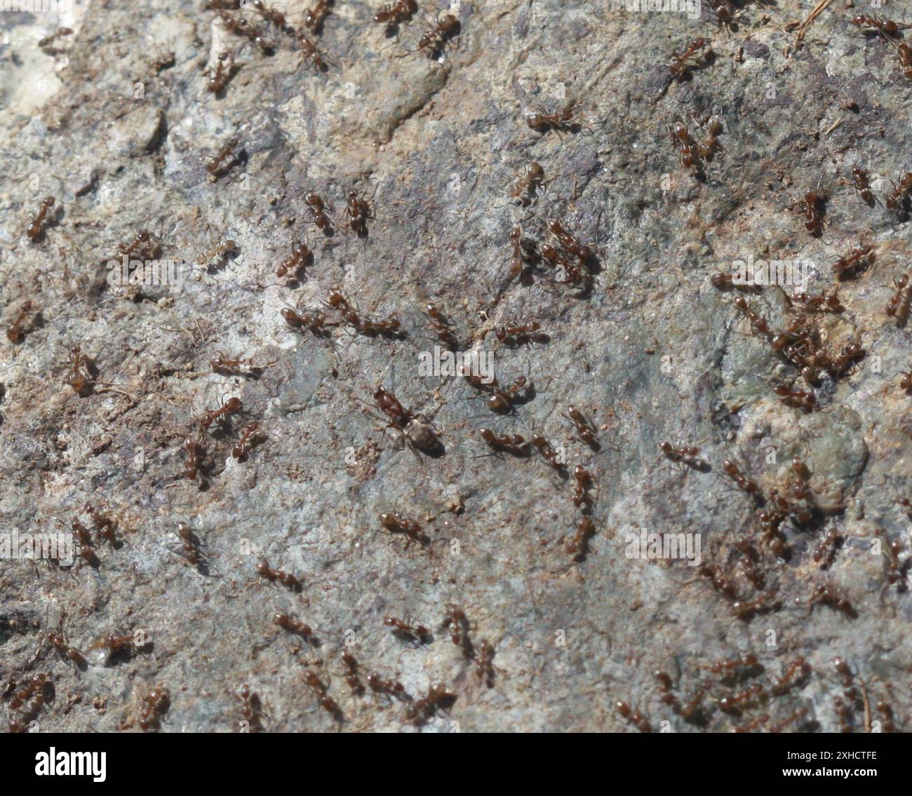 Argentine Ant (Linepithema humile) San Francisco, California, United ...