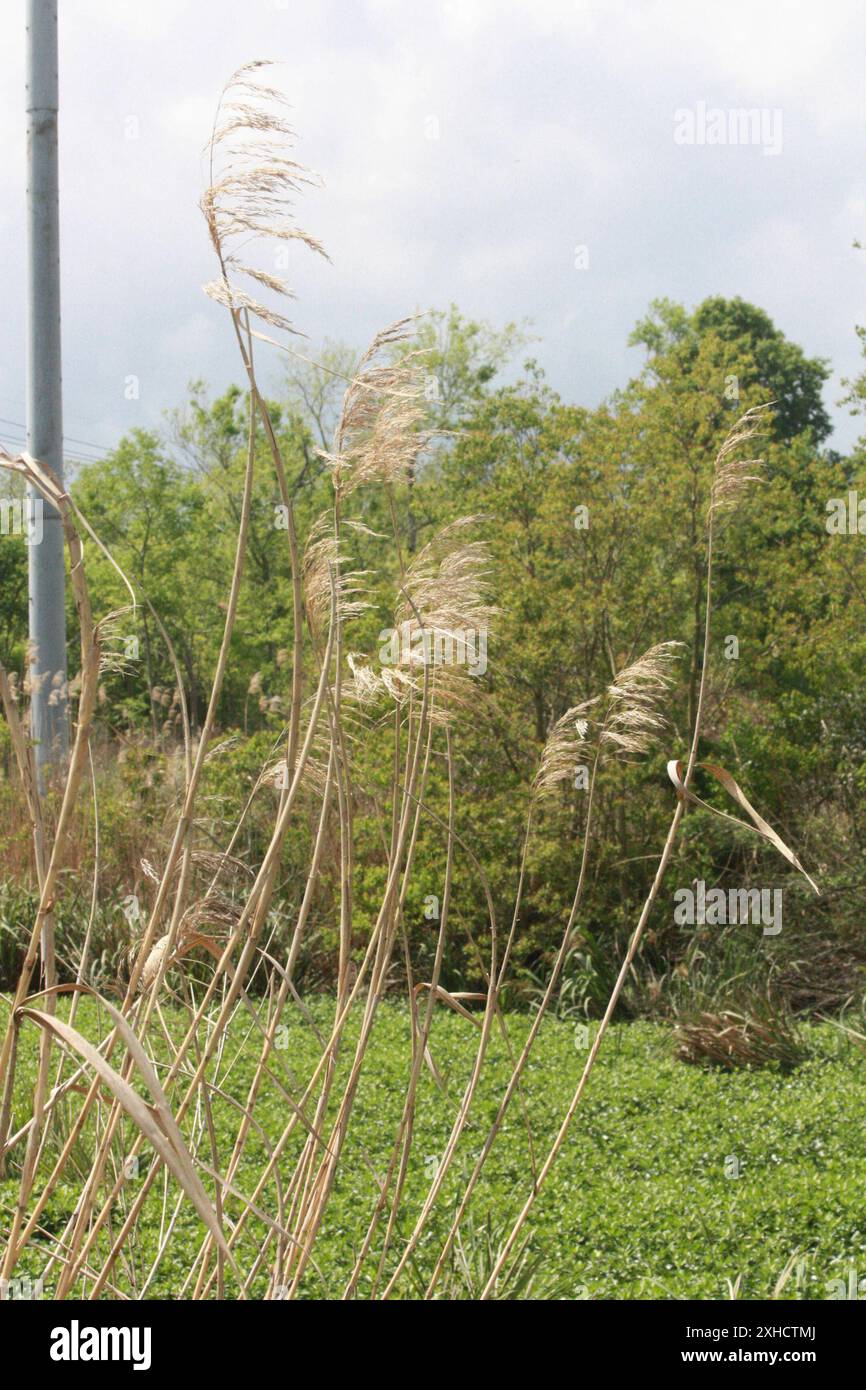 common reed (Phragmites australis) New Orleans, Louisiana, United ...