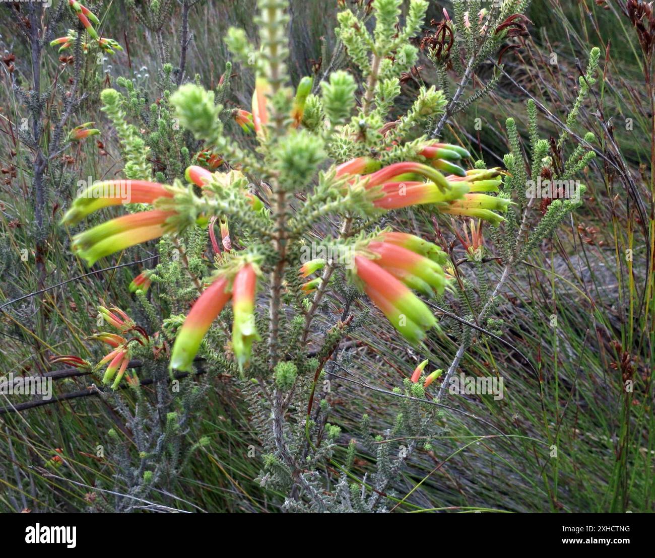 (Erica croceovirens) Doringrivier East in the Outeniquas: About 7kms ...