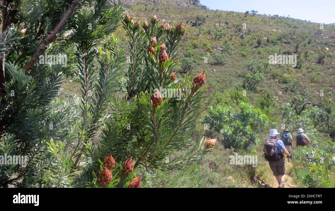 Spinning-top Conebush (Leucadendron rubrum) Klein Drakenstein Mts above ...