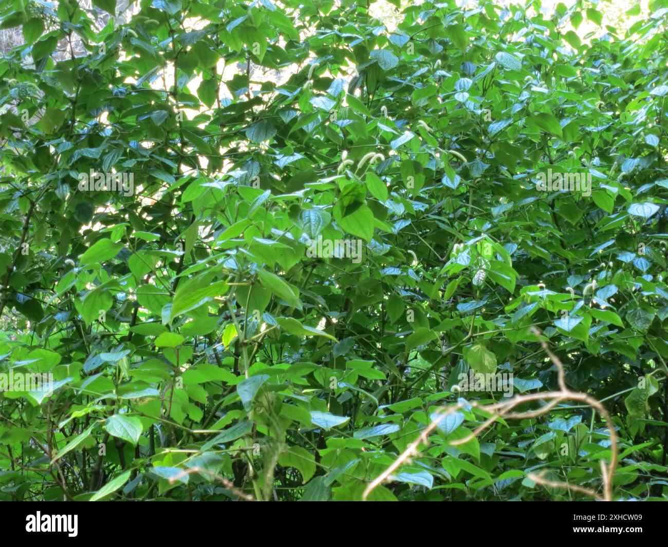 (Piper capense capense) Strawberry Hill Fern Trail Stock Photo - Alamy