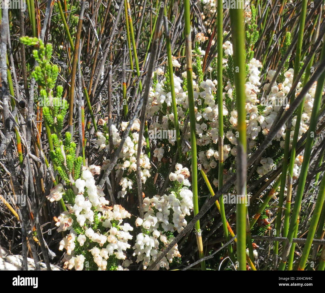 Common Yarn Heath (Erica glomiflora glomiflora) Besemfontein in the ...