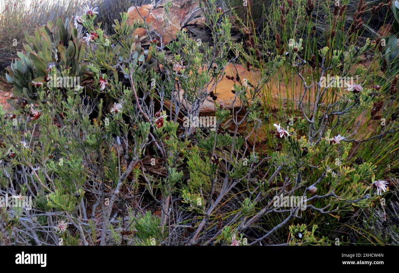 Ladismith Sceptre (Paranomus centaureoides) Besemfontein in the Groot ...