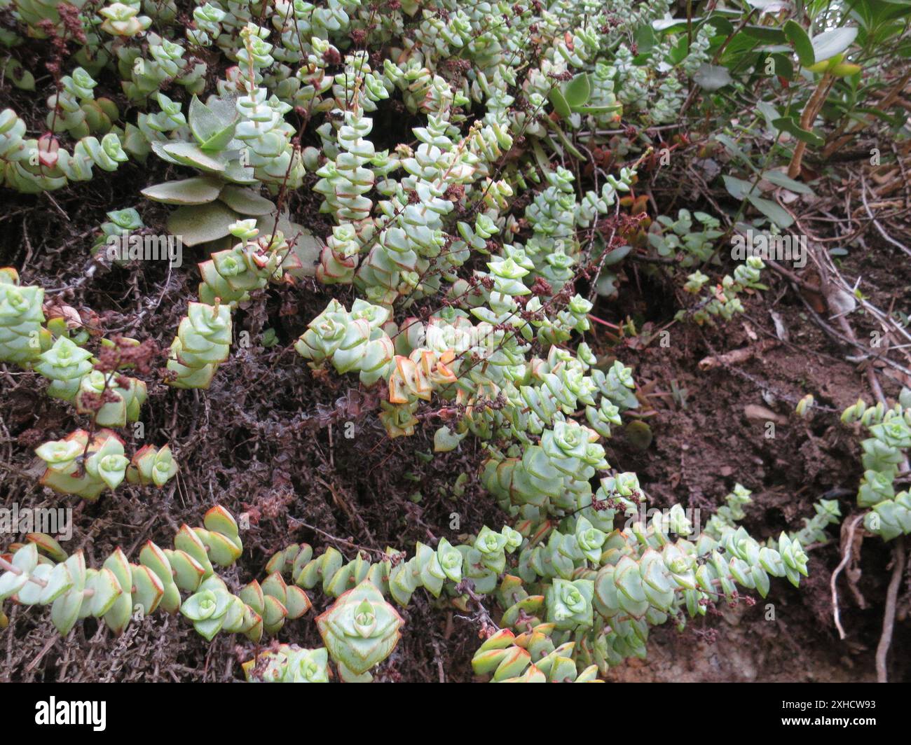 Kouga Sosatiebos (Crassula perforata kougaensis) Kranshoek at start of ...