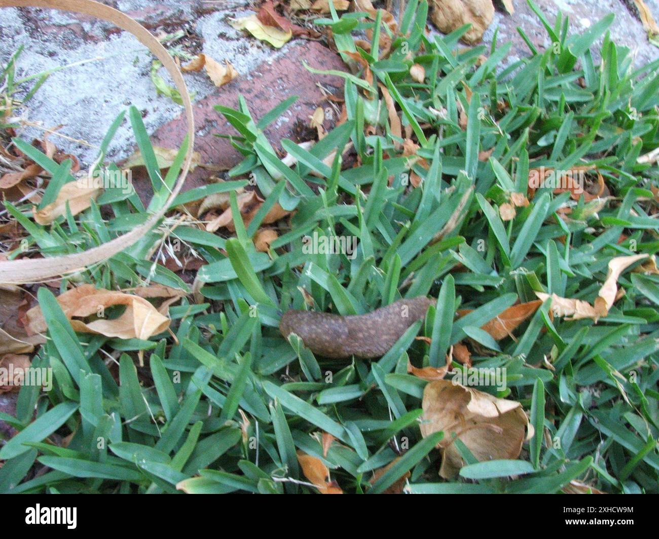 Yellow Cellar Slug (Limacus flavus) 45, dUrban St: Urban garden, 45 ...
