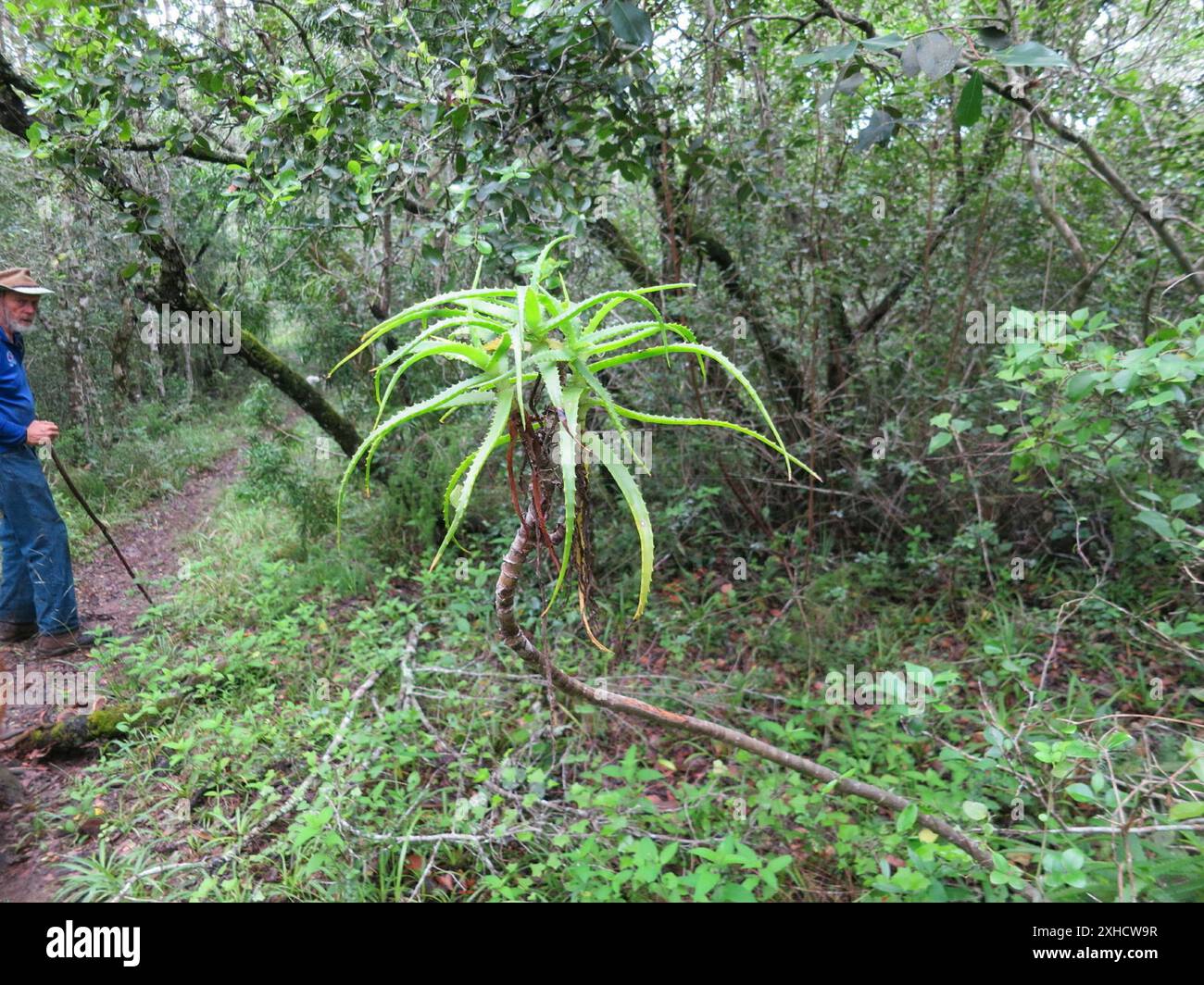 Candelabra Aloe (Aloe arborescens) Strawberry Hill fern Trail Stock ...