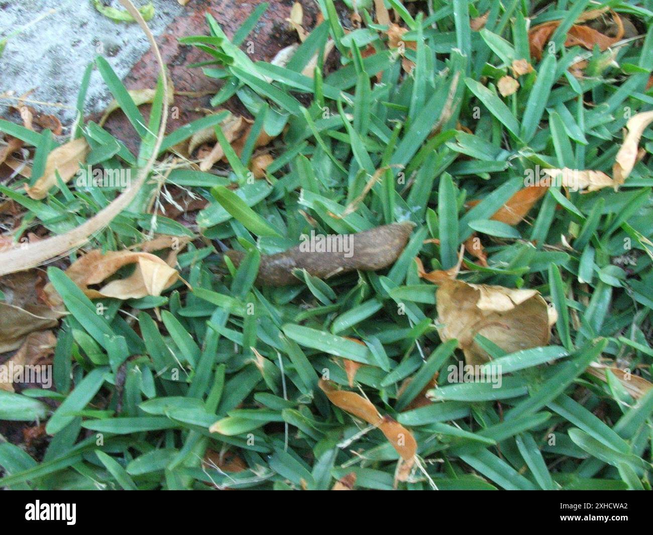 Yellow Cellar Slug (Limacus flavus) 45, dUrban St: Urban garden, 45 ...