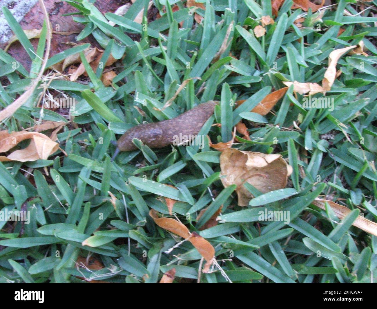 Yellow Cellar Slug (Limacus flavus) 45, dUrban St: Urban garden, 45 ...