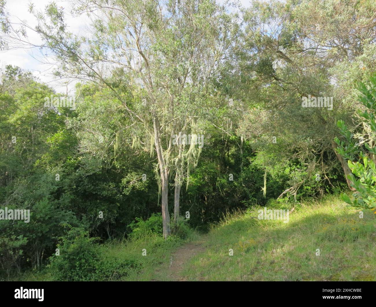 False Olive (Buddleja saligna) Strawberry Hill Fern Trail: On the drier ...
