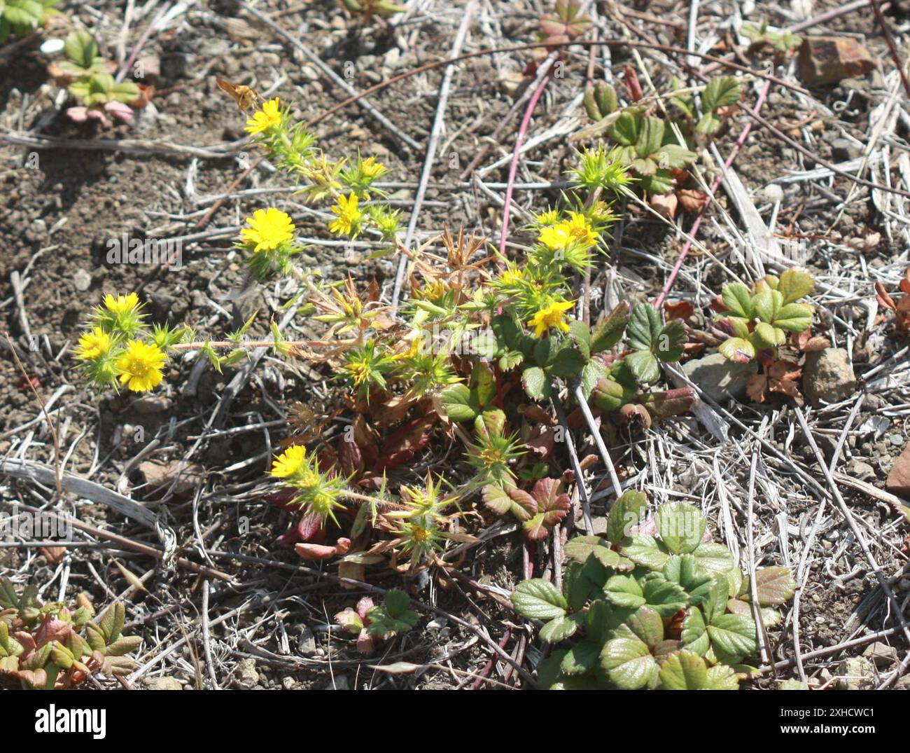 pappose tarplant (Centromadia parryi parryi) California, US Stock Photo ...