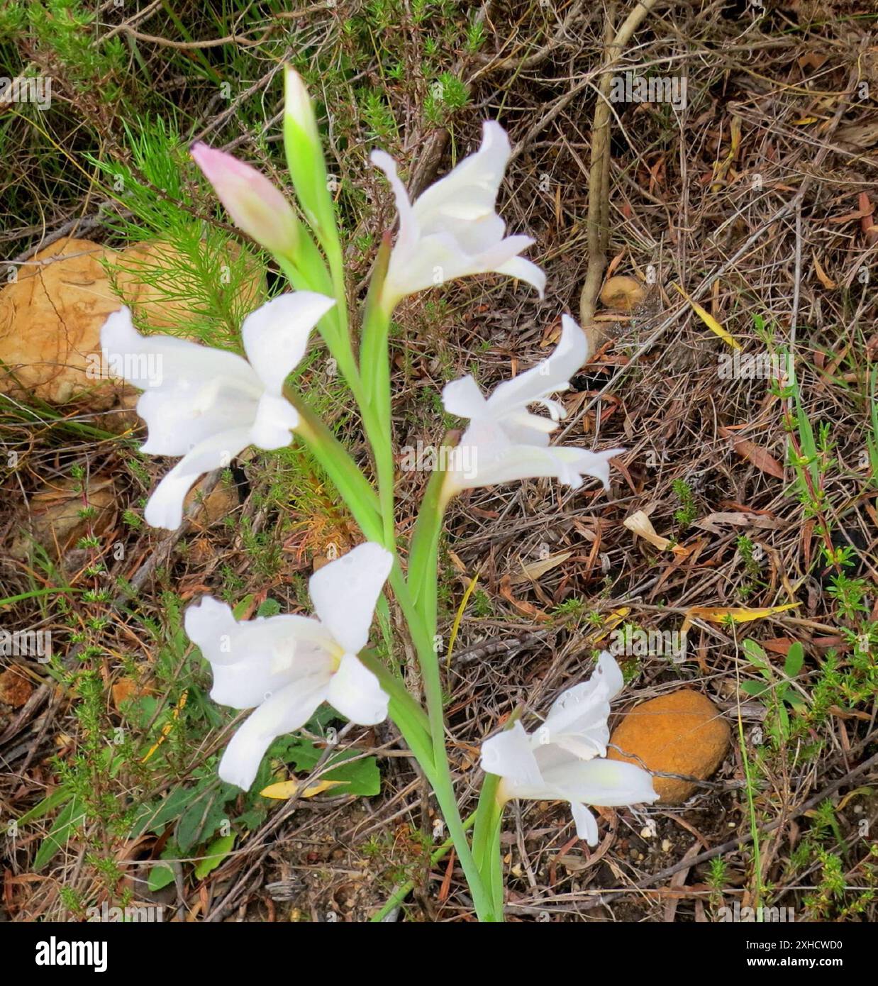 Klein drakenstein hi-res stock photography and images - Alamy