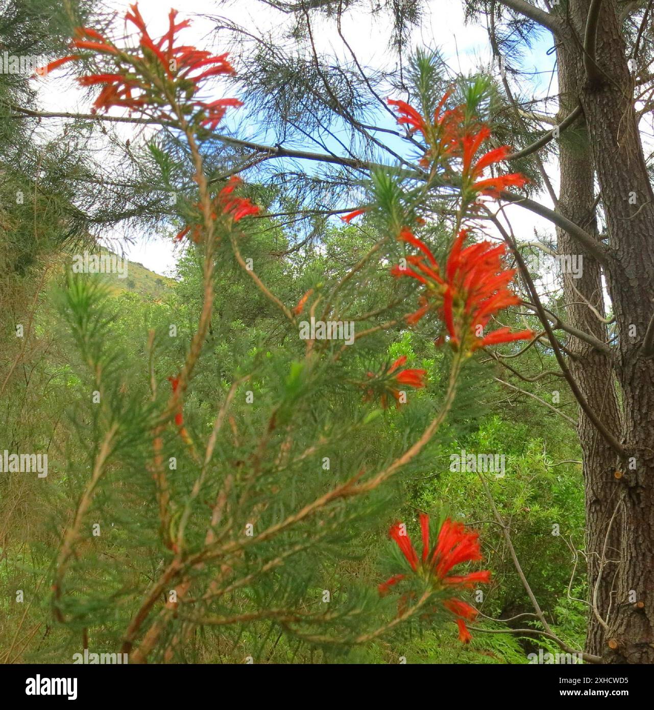 Golden Heath (Erica grandiflora grandiflora) Klein Drakenstein Mts ...